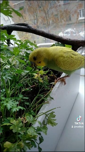 Мой попугай 2021 год. Обнаружил петрушку.