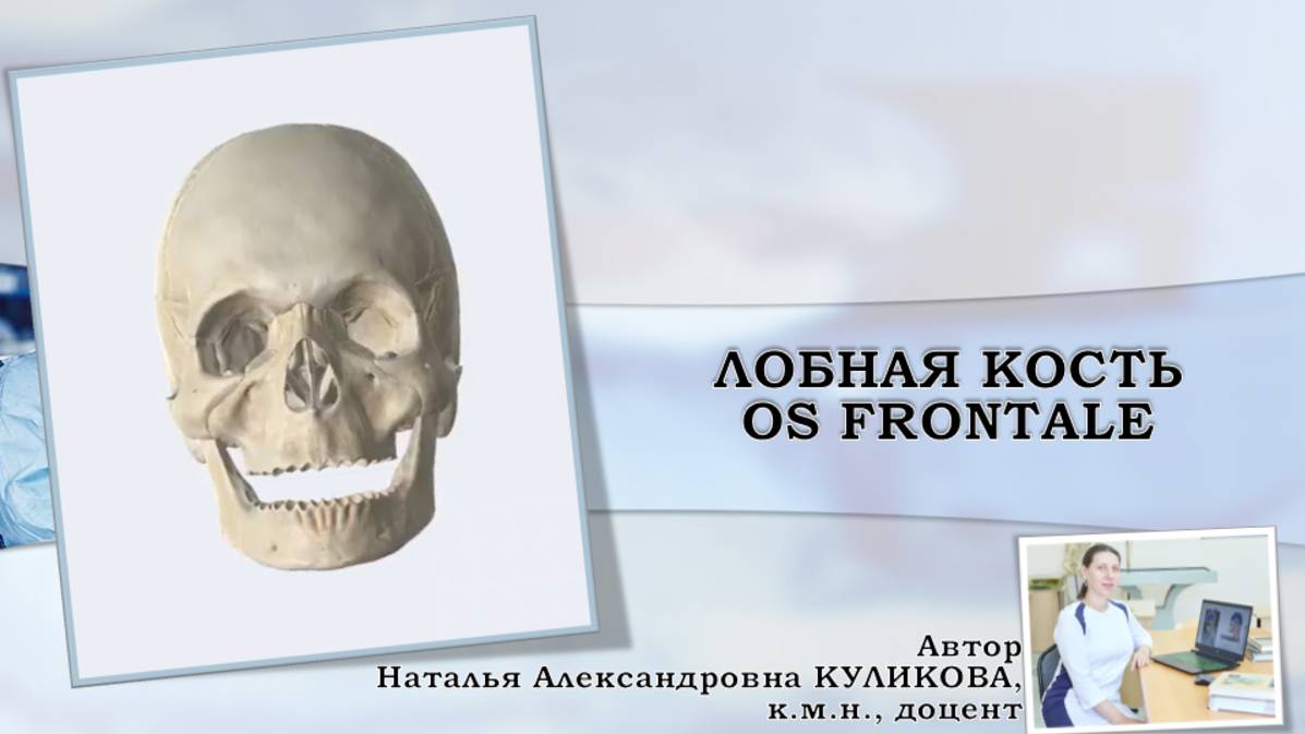 Анатомия лобной кости