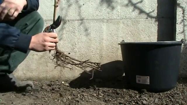 Виноград. Подготовка саженцев к посадке