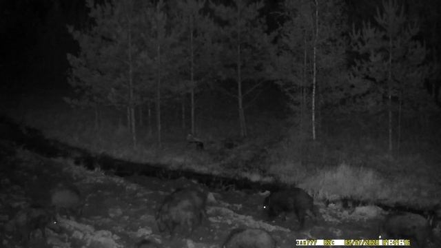 Дикая природа | Кабан на кормушке с друзьями