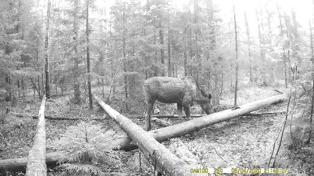 Лосиха исследует лес и находит солонец для лося