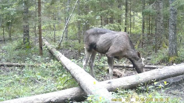 Лосиха на солонце для лося эпизод №1