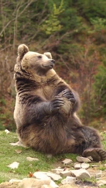 Доброе утро от Медведя!