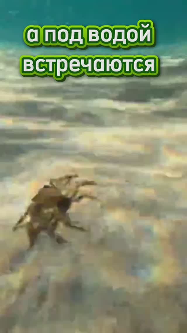 а под водой встречаются
