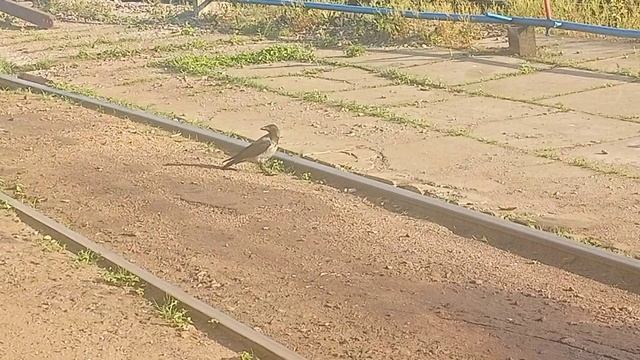 контролёр состояния железнодорожного пути.mp4