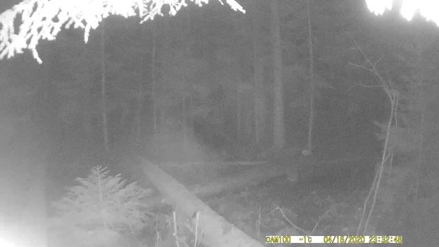 Заяц русак в лесу.Заяц на солонце для лося