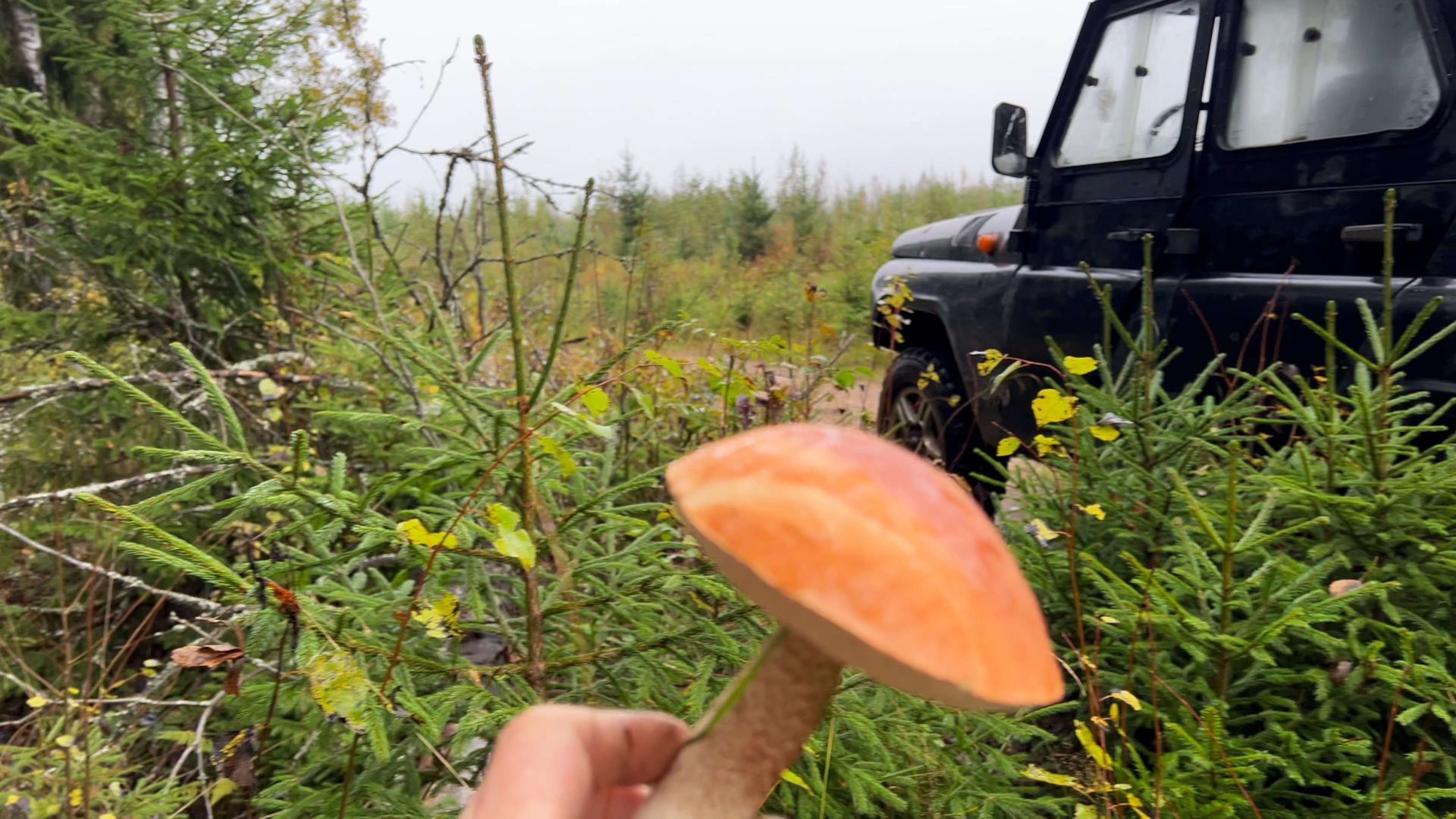 Грибы, сентябрь, Выборгский район