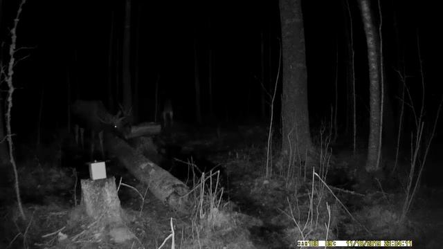 Лоси пробуют солонец в лесу