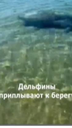 дельфины приплывают к берегу