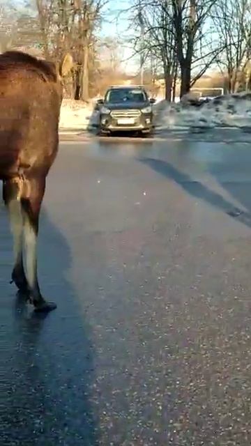Лоси гуляют по городу и общаются с жителями.#animal #животные #лоси #лось # moose
