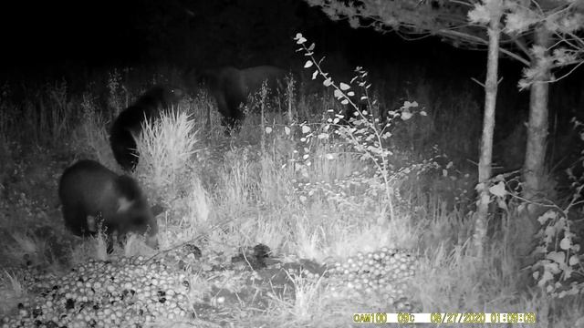 Медведица с тремя медвежатами в лесу. Животные дикой природы смотреть онлайн