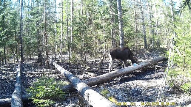 Дикий лось(сохатый) пришел на солонец для лося|Лось на солонце часть №5
