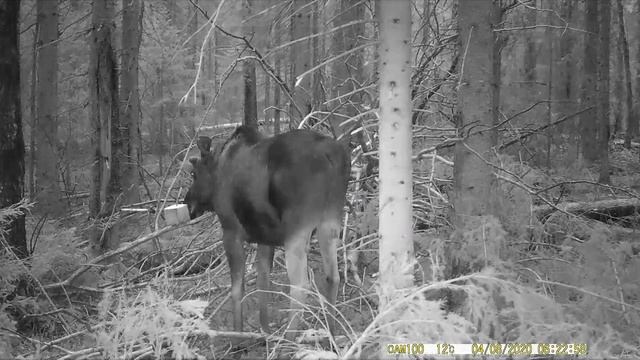 Как Лоси на солонце едят осину|Чем питается лось