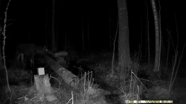 Лоси в лесу начинают подходить к солонцу|Лось(сохатый) на солонце