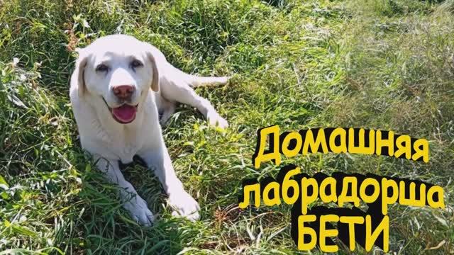 ДОМАШНЯЯ лабрадорша Бети. Передержка