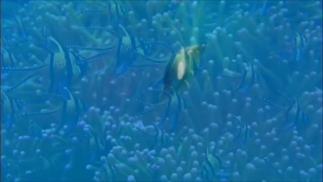 Покой.  Музыка Сергея Чекалина. Peace. Music by Sergei Chekalin