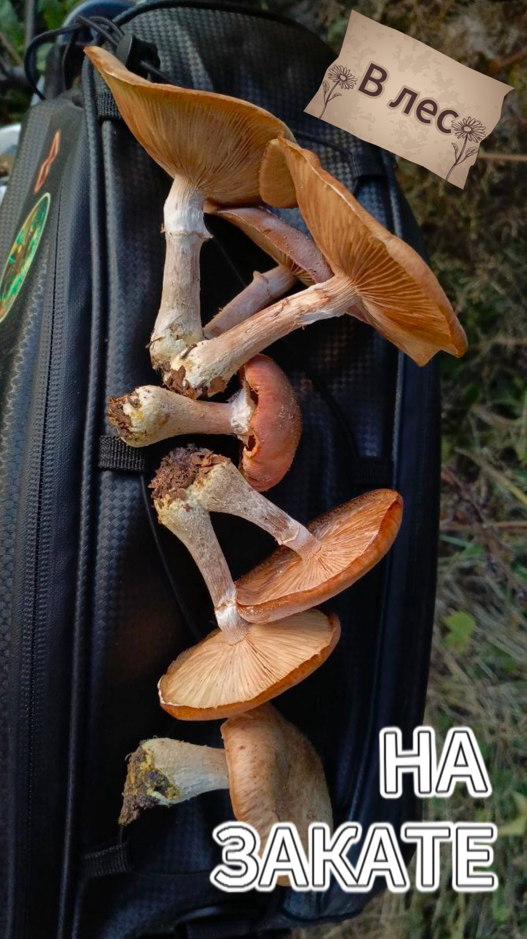 Ночная охота за грибами в лесу