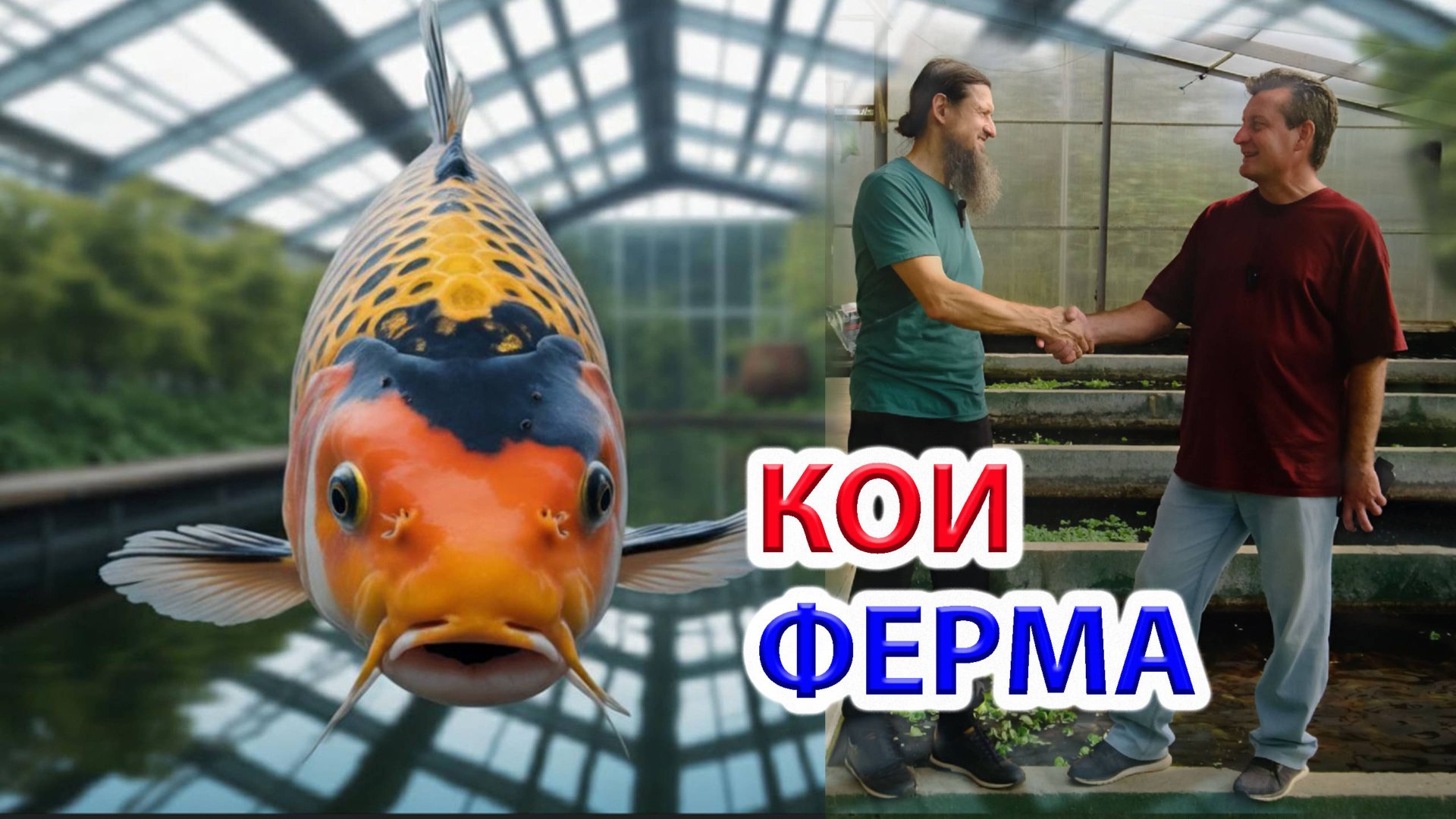 Кои Ферма - разговор о Карпах Кои. Устройство УЗВ.  Разведение Кои, селекция
