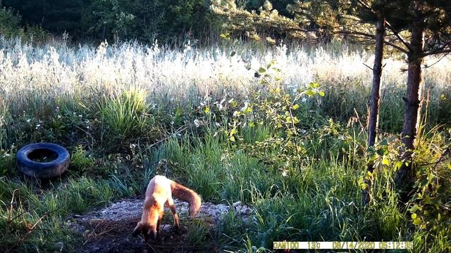 Дикая лиса в лесу. Лиса смотреть в лесу.