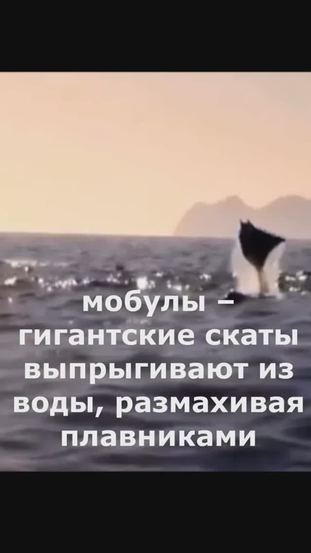 а мобулы