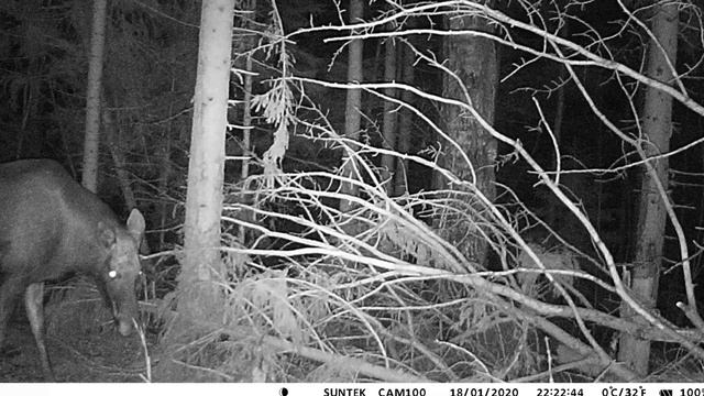 Как говорят животные в нашем лесу.Лоси разговаривают друг с другом.Чем же питаются лоси на солонце?