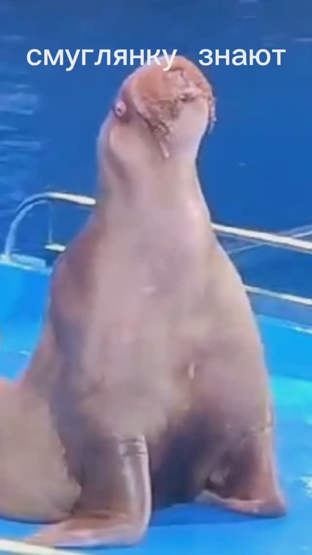 cмуглянку знают