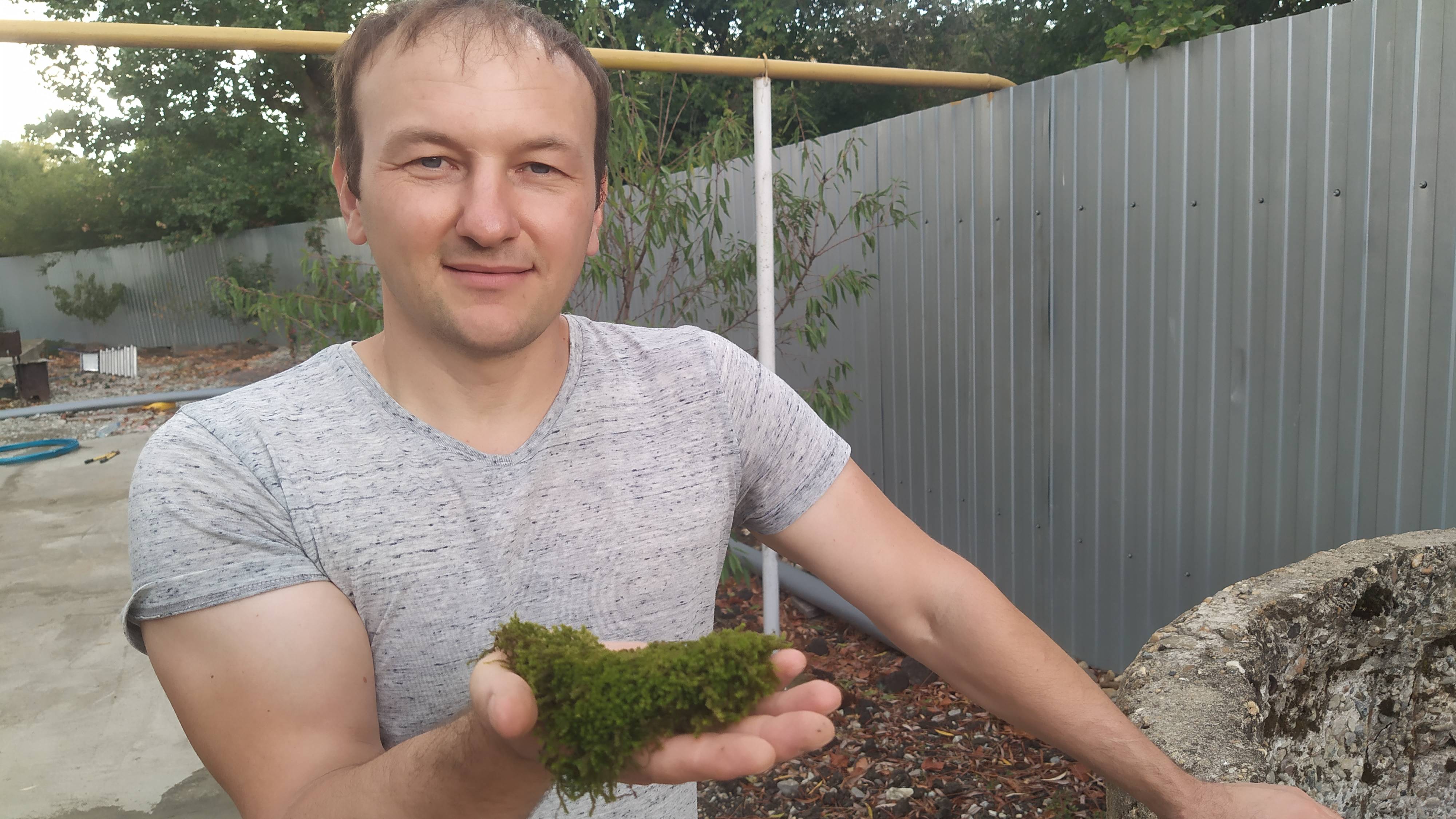 Собираю мох для проращивания клубней