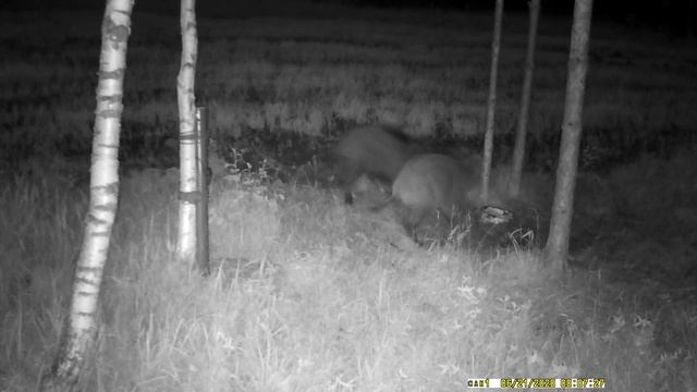 Кабан атакует кабана|Cхватка животных|Битвы животных снятые на камеру