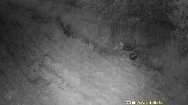 Кабан на кормушке в лесу | Ночная съемка