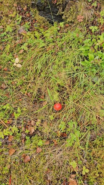 Карелия. Медвежьегорск. Гора Лысуха. Karelia. Medvezhyegorsk. Mount Lysukha