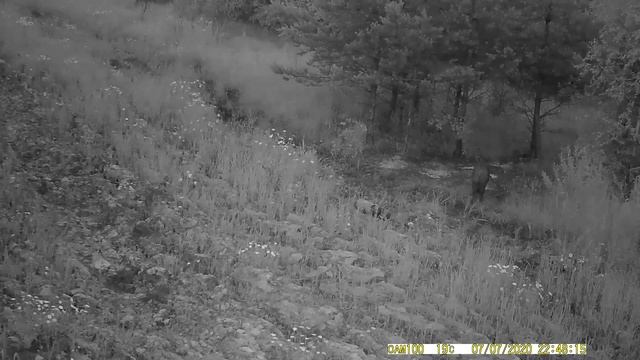 Лиса и кабан на кормушке (часть 2)