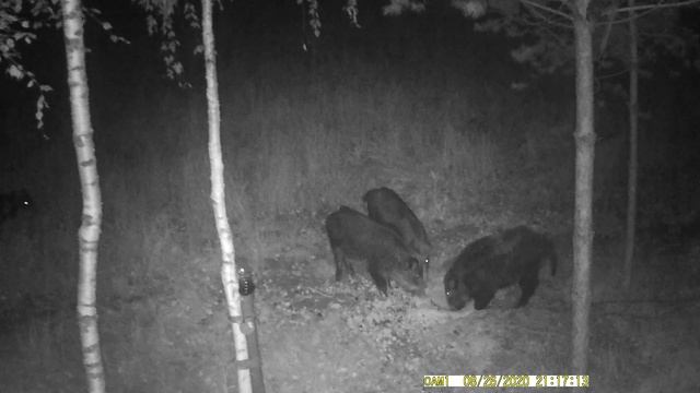 Как сделать прикормку для кабана своими руками.Кормушка для диких кабанов.