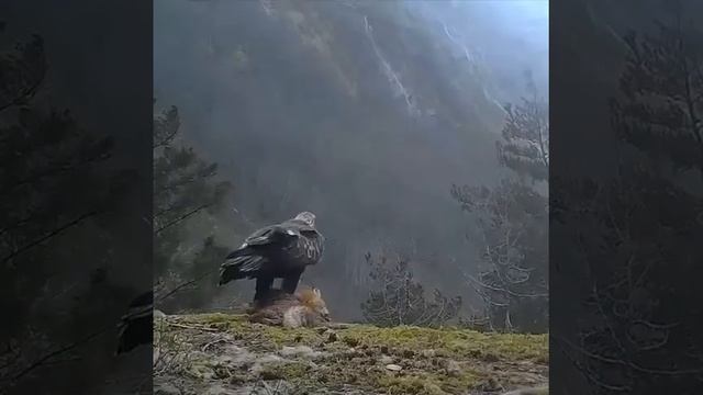 Птица Орёл поднимает лису в воздух.Чем питается орел в природе