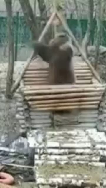 Медведь строит дом