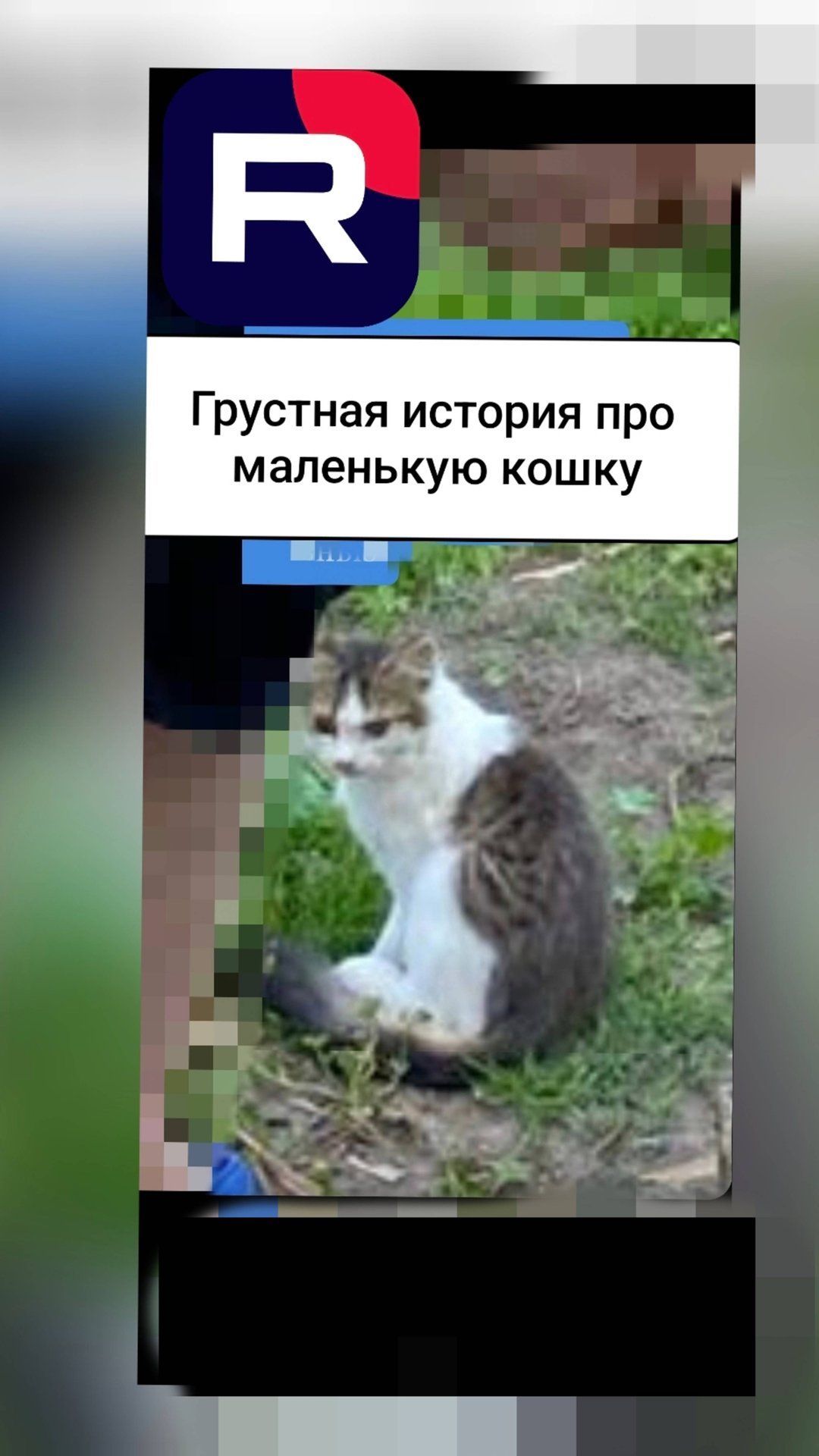 Грустная история про маленькую кошку