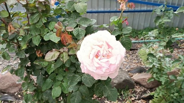 АНОНС СКОРО НА КАНАЛЕ/ ГОТОВИМСЯ К НОВОГОДНИМ ПРАЗДНИКАМ УЖЕ СЕЙЧАС