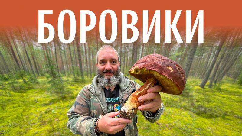 Для новичков. Боровики. Михаил Вишневский