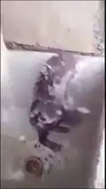 Крыса моется и поёт