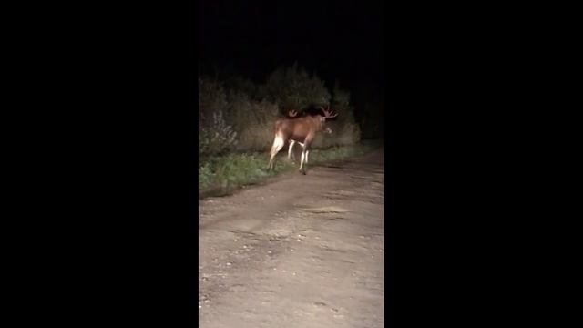 Битва лосей на гону! Лоси дерутся за самку и отстаивают территорию.