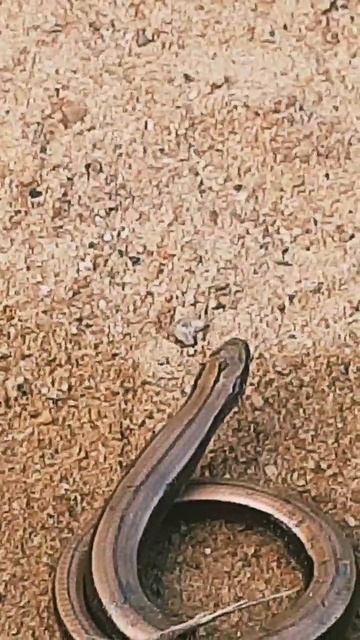 Рождение змеи