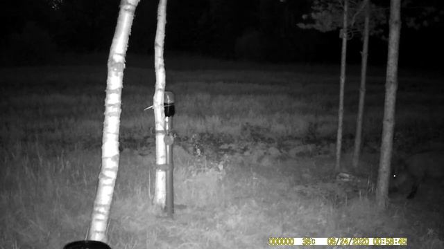 Wild boar on a feeder at night