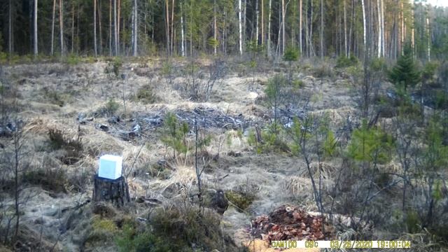 Сокол посетил кормушку для кабанов