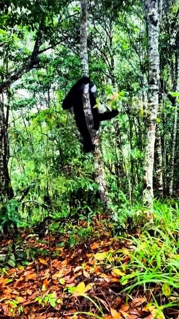 Парящий по деревьям