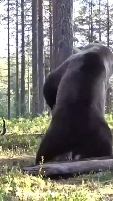 Битва медведей