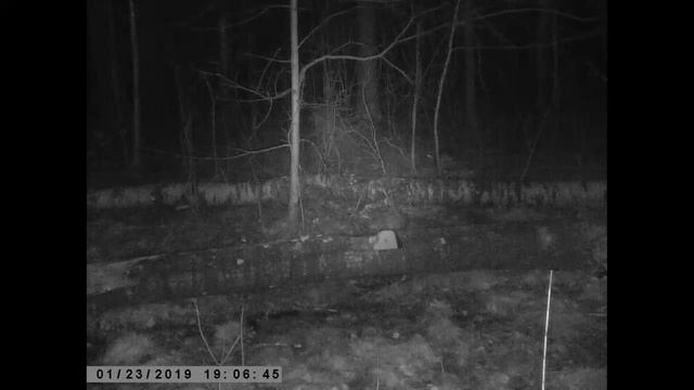 Заяц русак на солонце для лося ищет соль