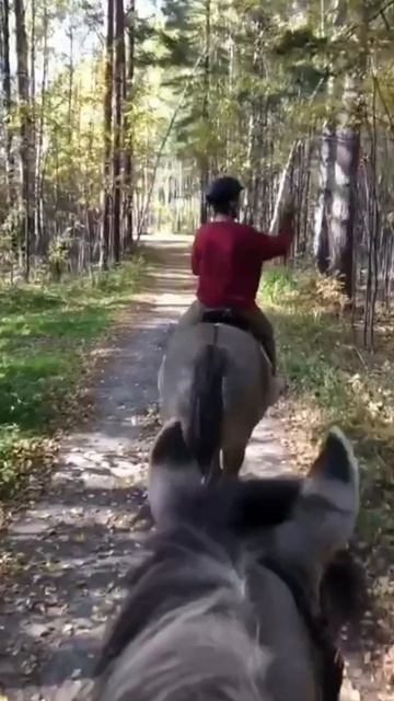 Конные прогулки на лошадях по Уральскому лесу.