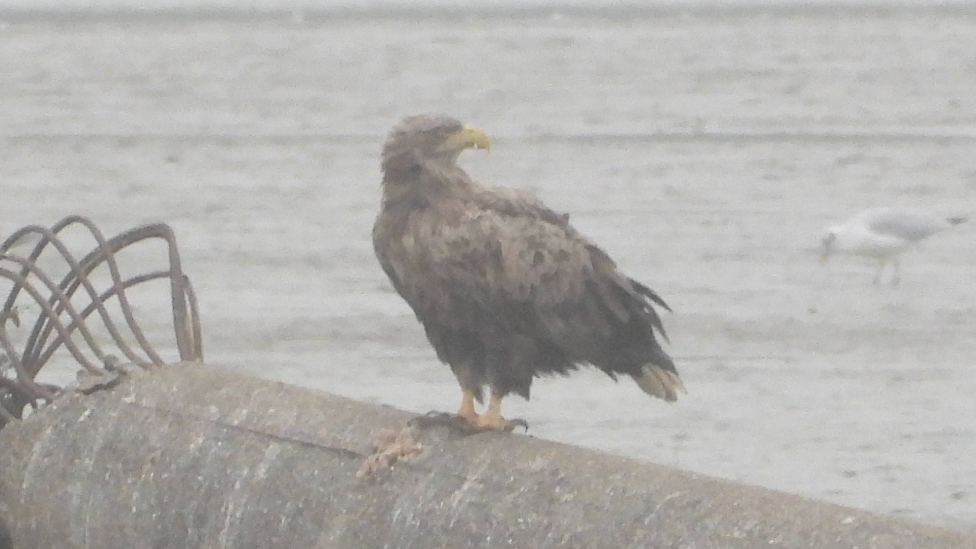 Орлан-Белохвост, наблюдение птиц в Новгородской области, 20 сентября 2025