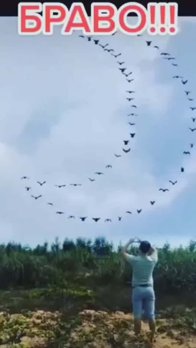 птицы красавцы