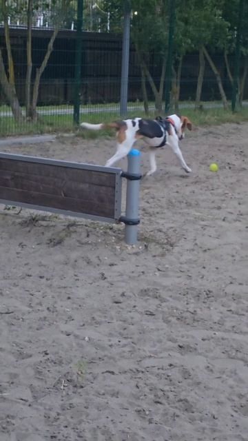 как Пряник преодалевает барьр 20-09-2025