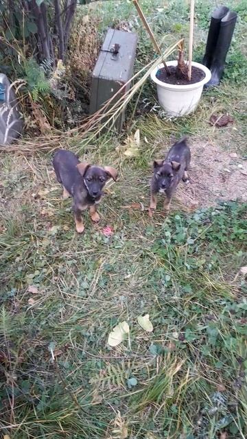 Нам подкинули щенков